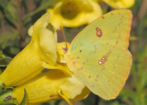 Cloudless Sulphur Alabama Butterfly Atlas