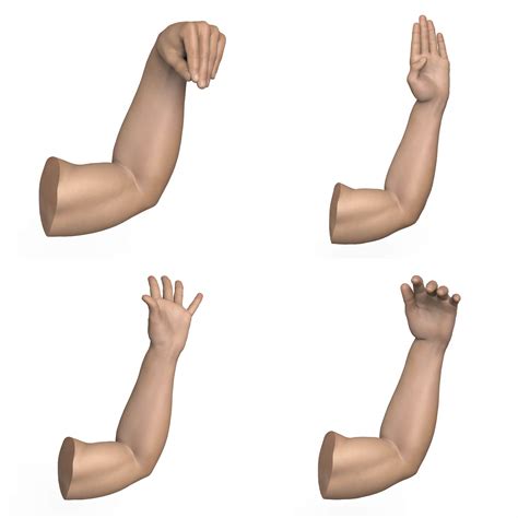 40 Hand Pose Collection 3d Model By Cghriggs
