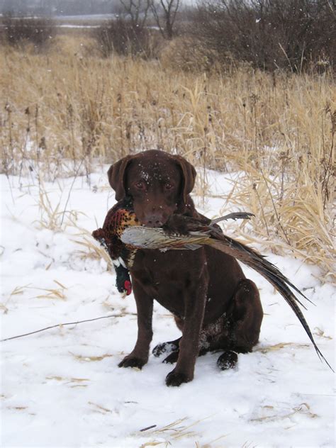 Bildchocolate Labrador Retriever Pheasant Wikipedia