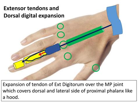 Anatomy Of Back Of Fore Arm And Dorsum Of Hand Pdf