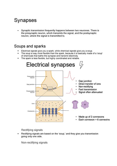 Synapses 1st Year Lecture Notes Synapses Synaptic Transmission Frequently Happens Between