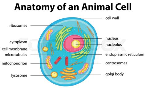 2d Dyr Celle Stock Vektor Colourbox