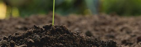 Everything You Need To Know About Potting Soil