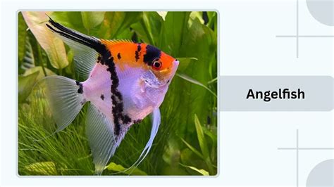 32 Popular Types Of Cichlid Fish Identification With Pictures