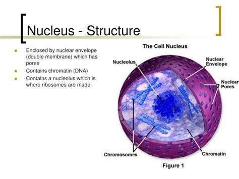 Ppt Chapter 3 Cell Biology And Genetics Powerpoint Presentation Free