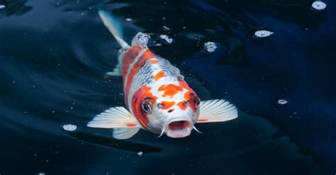 Koi Fish Price Chart Wholesale Coupons