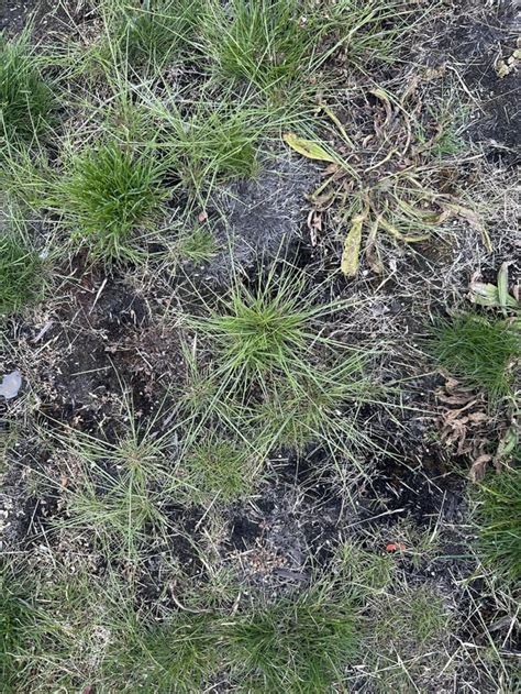 What Kind Of Grassy Plant Is This Rwhatisthisplant