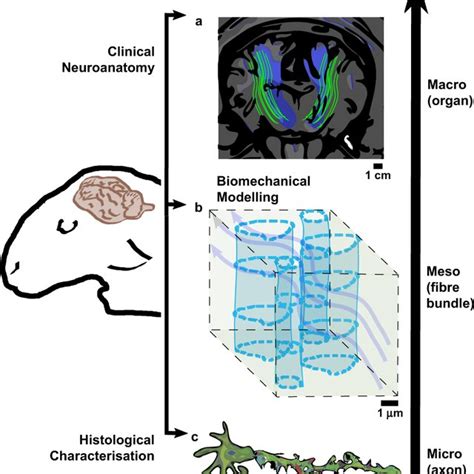 Different Length Scales Of Interest Exist Within The Scientific Download Scientific Diagram