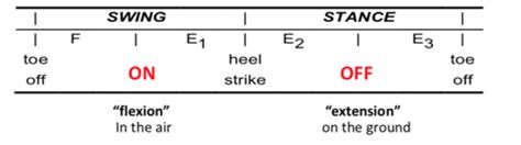 Cpg Central Pattern Generator Flashcards Quizlet