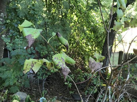 How To Identify And Treat 7 Common Lilac Diseases