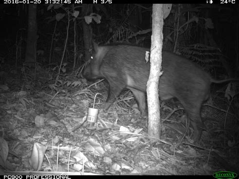 Camera Trapping The Australian Museum Blog