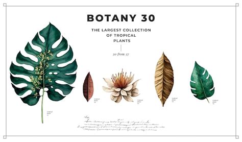 Premium Vector Tropical Plants