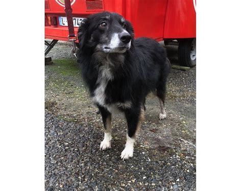 Kelzie Hp Tierheim Gütersloh