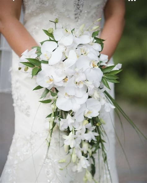 Orquídea Branca Como Cuidar Significado E 58 Arranjos Lindos Artofit