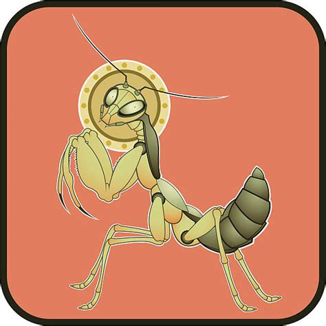 Praying Mantis Clip Art Vector Images And Illustrations Istock