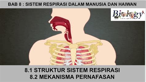 Struktur Sistem Respirasi Kuiz