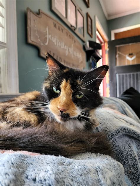 Request Gabby Crossed The Rainbow Bridge Last Month At 17 R