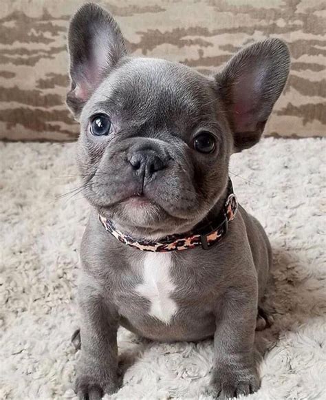 Breed Spotlight The French Bulldog Gator Kennels
