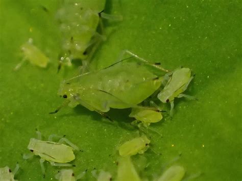 Macrosiphum Oregonense Humboldt Life Lost Coast Outpost Humboldt
