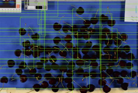 Prediction Results Of The Four Models On The Sample Cherry Image From