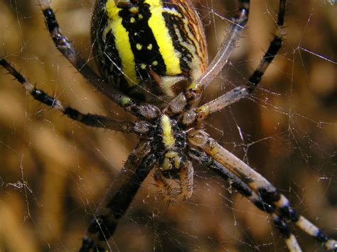 Corn Field Spider At Richard Colon Blog