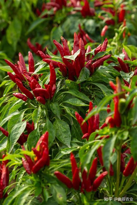 襄城县稼香优礼 朝天椒 知乎