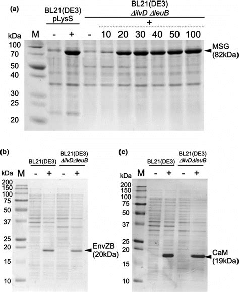 Comparison Of The Protein Expression Levels Between The Conventional E
