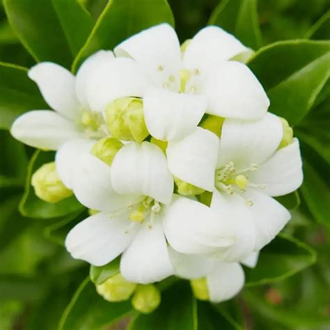 Orange Jasmine Murraya Paniculata Seeds For Planting In Flower Bed And