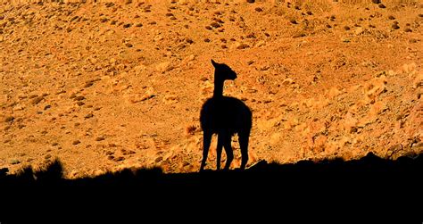 Royalty Free Photo Silhouette Of Deer Pickpik