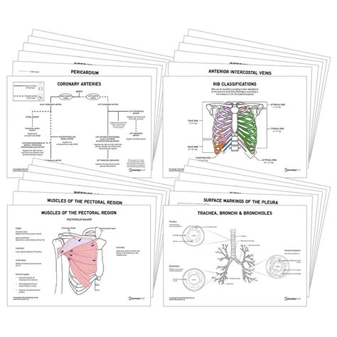 Thorax Anatomy Revision Pack Pdf Heart Lungs And Breast Diagrams