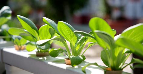 Farm Design — Agritecture