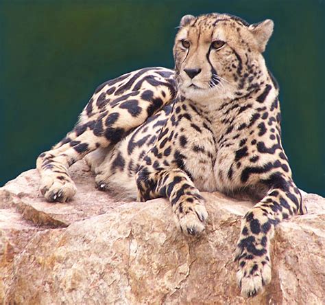 Our Rare King Cheetah Wildmoz Magazine