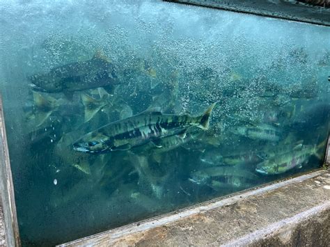 Juneaus Salmon Hatchery Review Worth It Uponarriving