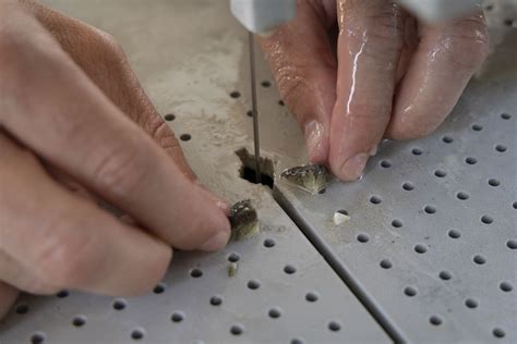 Hacking Coral Sex To Save An Ecosystem In Peril Technobabble