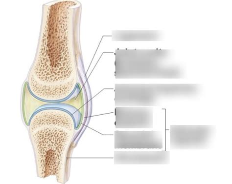 Covering And Lining Membrane Diagram Quizlet