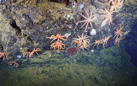 Invertebrates Of The Deep Sea Noaa Ocean Exploration