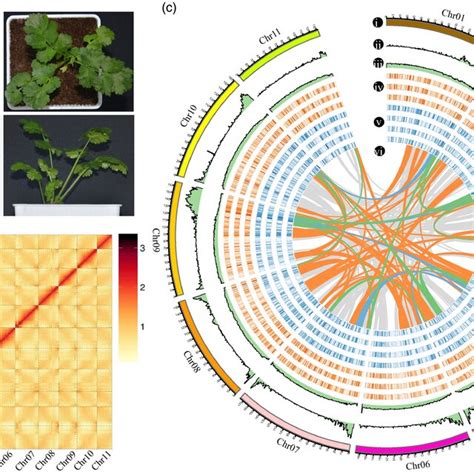 The Morphology Hi‐c Map And Chromosomal Features Of Coriander Genomes