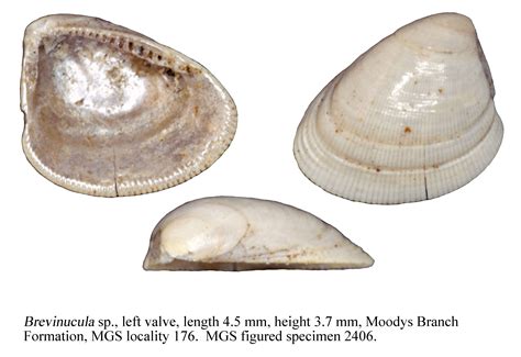Bivalvia Surface Geology Environmental Geology Ms Deq Geology Bivalvia Surface Geology Environmental Geology Ms Deq Geology