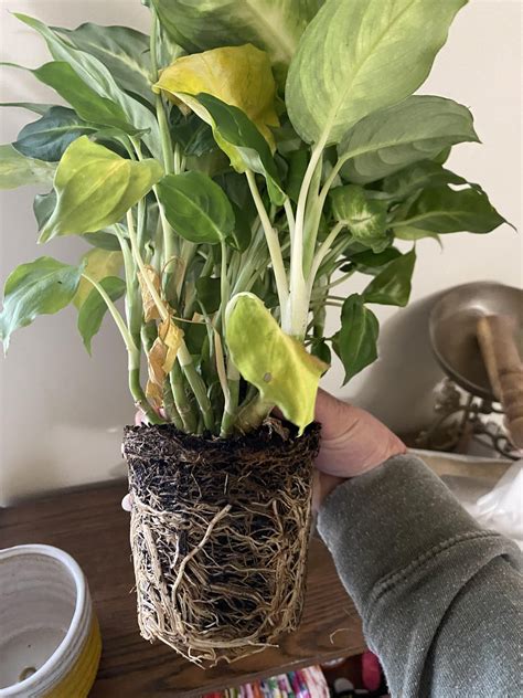 Root Bound Dieffenbachia Rplantclinic