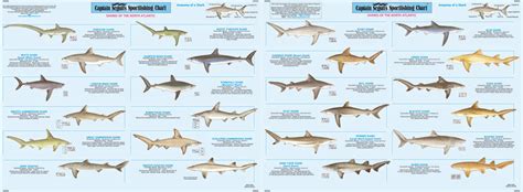 Shark Chart Sales
