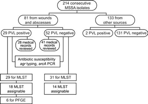 Characterization Of 214 Consecutive Methicillin Susceptible Download Scientific Diagram