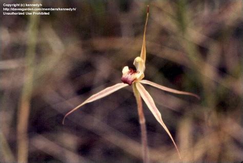Plantfiles Pictures Species Orchid Caladenia Bulging Caladenia