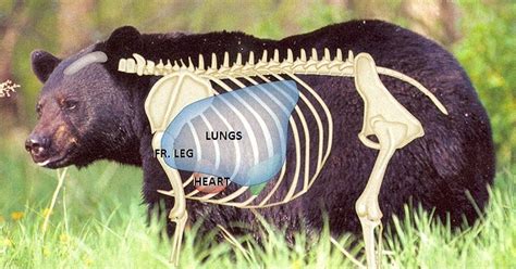 Black Bear Anatomy Black Bear Standing On Hind Legs Black Bear