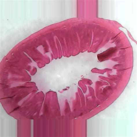 Microscope Slide Insect Trachea