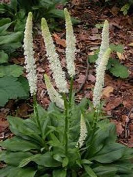 Plant Profile Chamaelirium Luteum False Unicorn Root