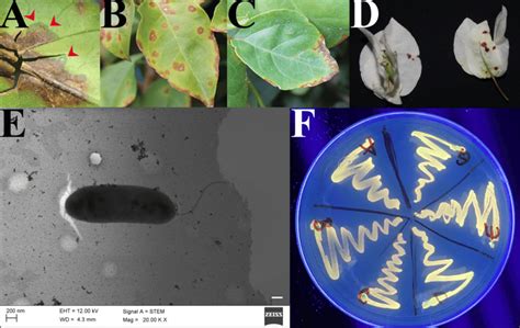 Symptoms Of Diseased Bougainvillea And Morphological Characterization