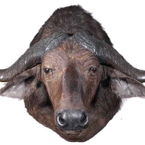 Head Mounted Buffalo