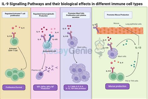Il 9 Signaling And Its Impact On Immune Cell Regulation Assay Genie