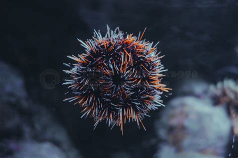 热带珊瑚礁中的海胆。海胆风景名胜免费下载 格式 4500像素 编号70029697 千图网