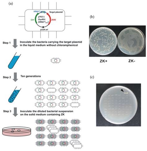 Ijms Special Issue Expanding And Reprogramming The Genetic Code 2 0